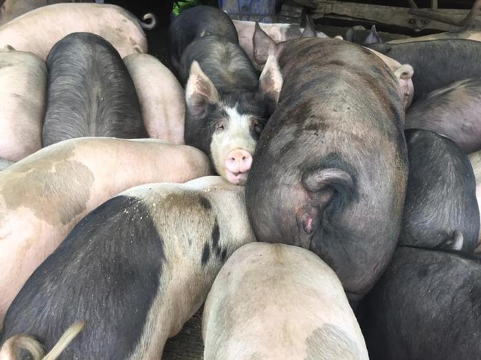DAR Ridge Farm Pigs - Town of Colrain, MA